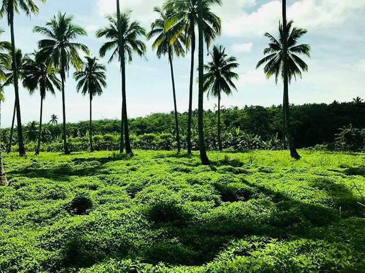 For Sale 3 Hectares Land in Brgy. Bayabas Toril Davao City - Davao ...